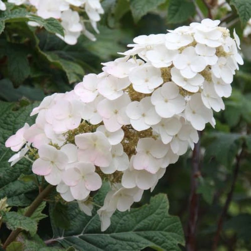 Hydrangea quercifolia Snow Queen – Hrastolika hortenzija Snow Queen
