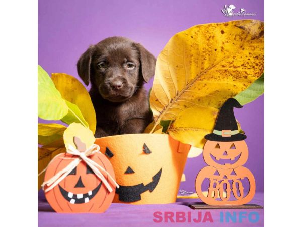Štenci Labrador retrivera na prodaju!