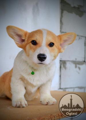 Welsh Corgi Pembroke štenci