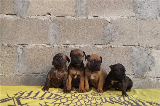Presa Canario štenci