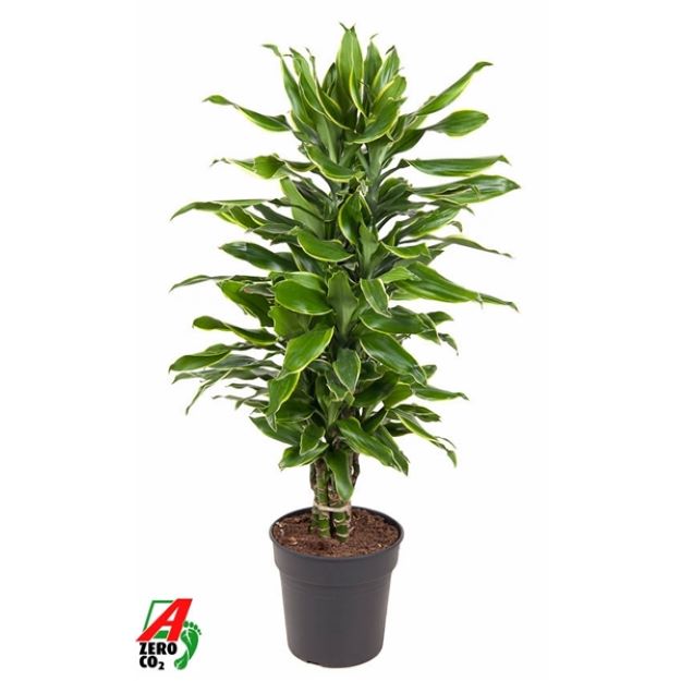 Dracaena fragrans Golden Coast