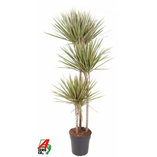 Dracaena Marginata Bicolor mix