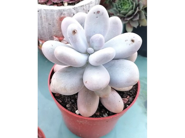 Pachyphytum oviferum
