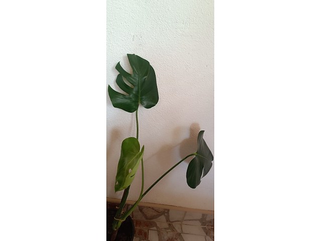 Sobno cveće Monstera Deliciosa