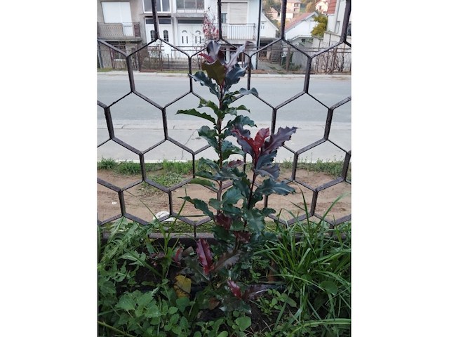 Reckava Photinia Red robin