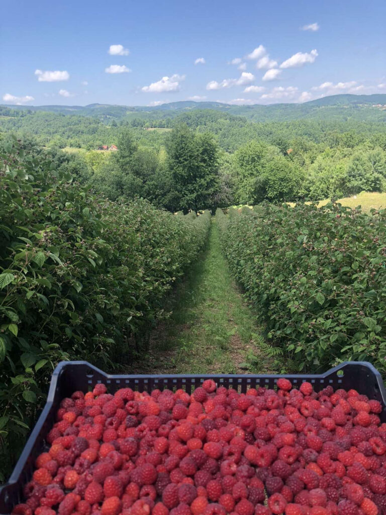 Sadnice maline Vilamet, глен ампле, црни виламет