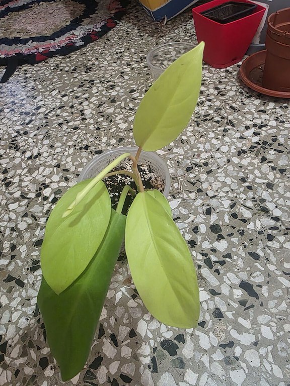 Filodendron (Philodendron) – više mladih biljaka/reznica -