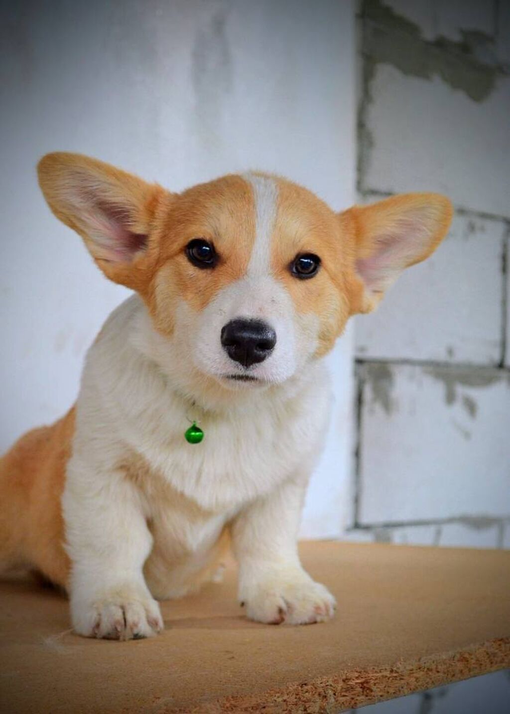 Prelepi štenci Welsh Corgi Pembroke, od odličnih roditelja: D.O.B