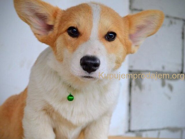 Velski korgi/Welsh Corgi Pembroke