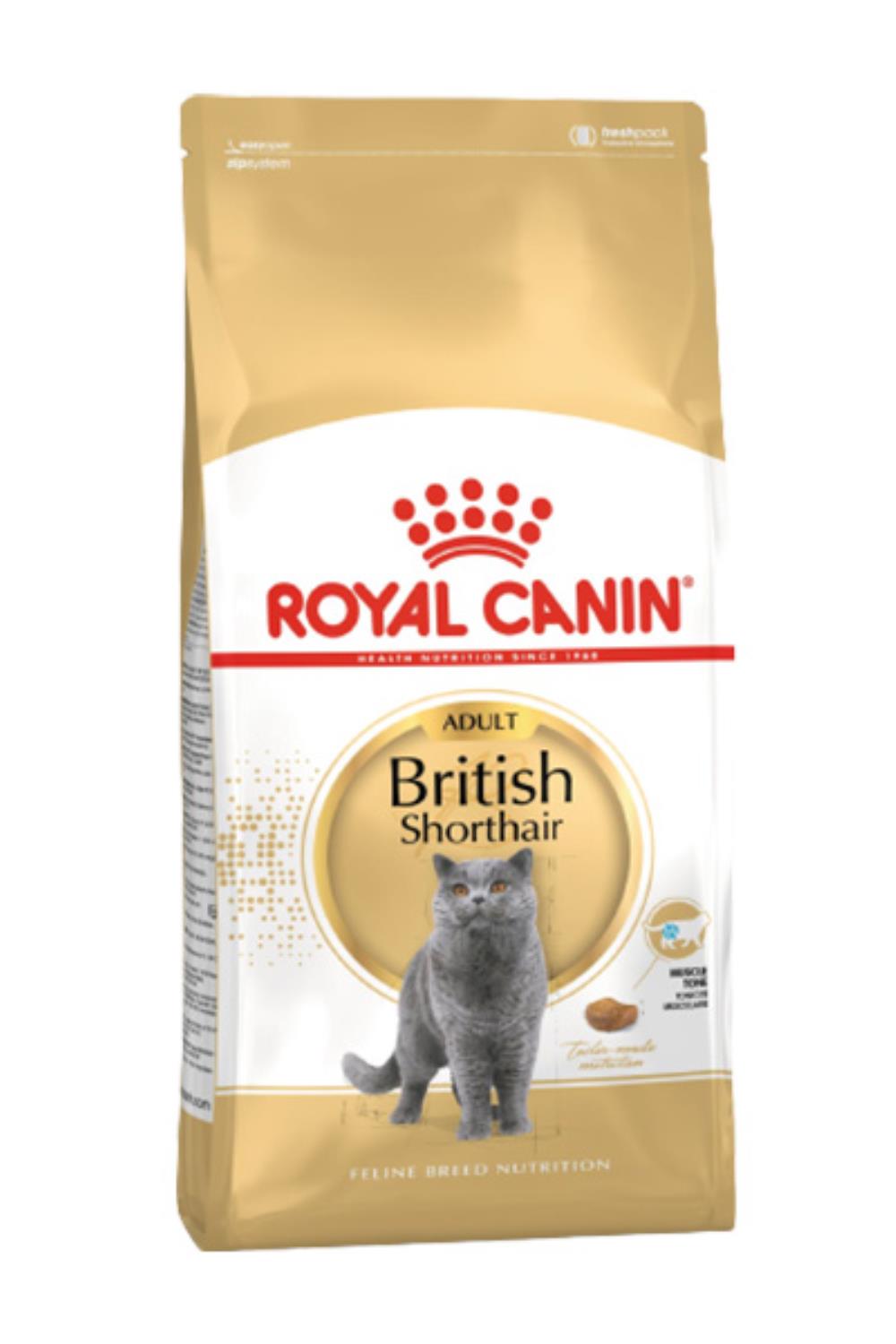 RC British Shorthair