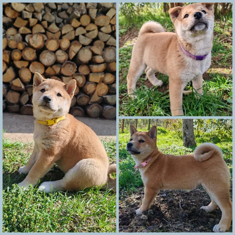 Šiba (Shiba) inu štenci