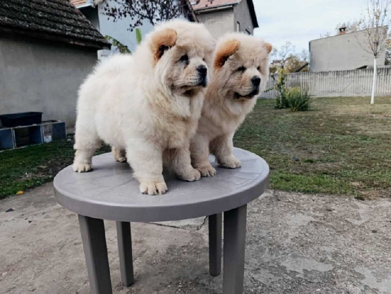 Na prodaju dva mužjaka chow chow stari tri meseca,