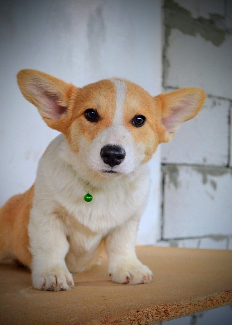 Velski korgi Welsh Corgi Pembroke