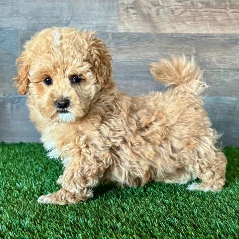 Adorable Maltipoo puppies