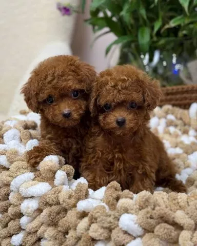 Toypoodle puppies