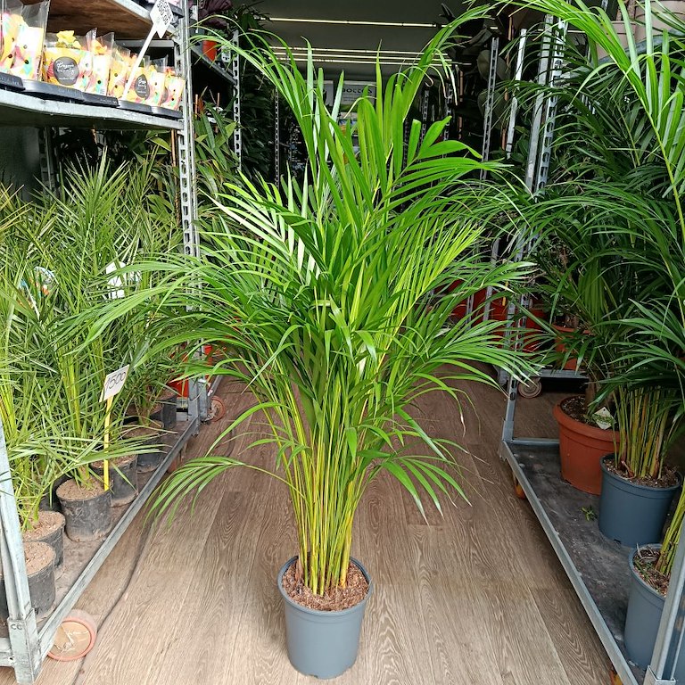 Dypsis lutescens- Areca palma 170 cm