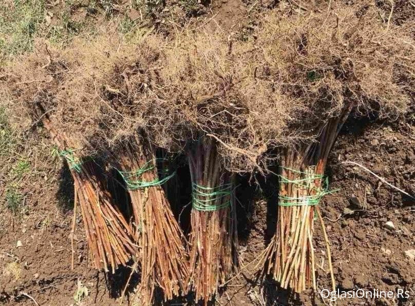 Sadnice maline vilamet, crni vilamet, glen ample, stari vilamet, Ruda Bukva