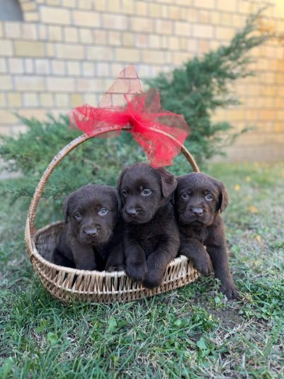 Labrador retriver štenci