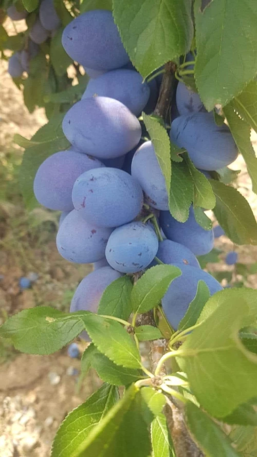 Domaća ljuta i meka rakija