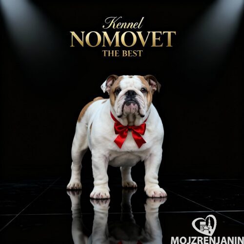 Engleski buldog vrhunski štenci