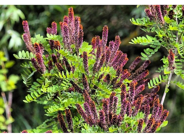 Amorpha fruticosa Bagremac 40 semena
