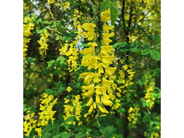 Bagrem žutog cveta 20 semena