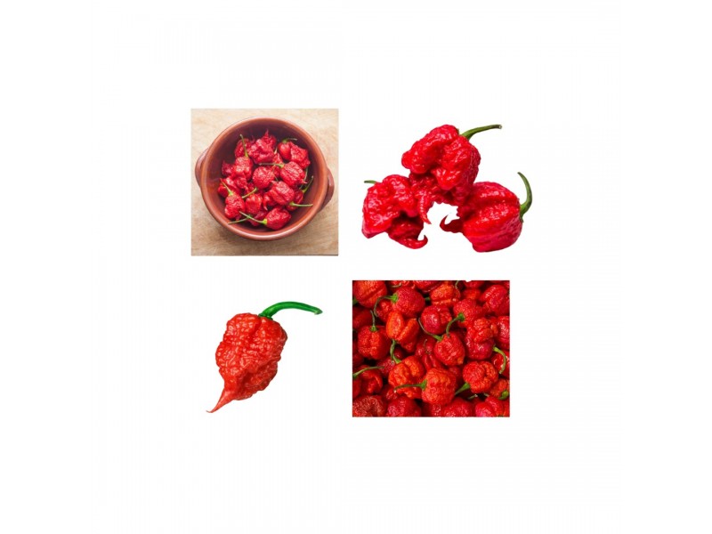 Karolina Riper, Trinidad Moruga Semena Ljutih Paprika