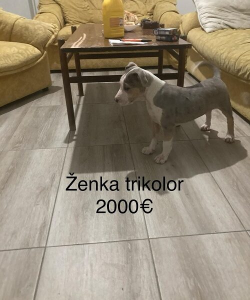 Pit bull terijer