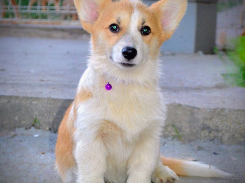 Welsh Corgi Pembroke štenci