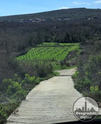 Mijenjam maslinjak 2200m2 u crnoj gori za zemljiste u beogradu ili stan