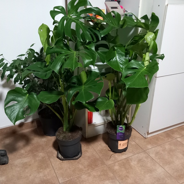 Monstera
