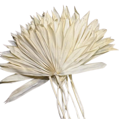 Palm Dried Flowers – suva palma
