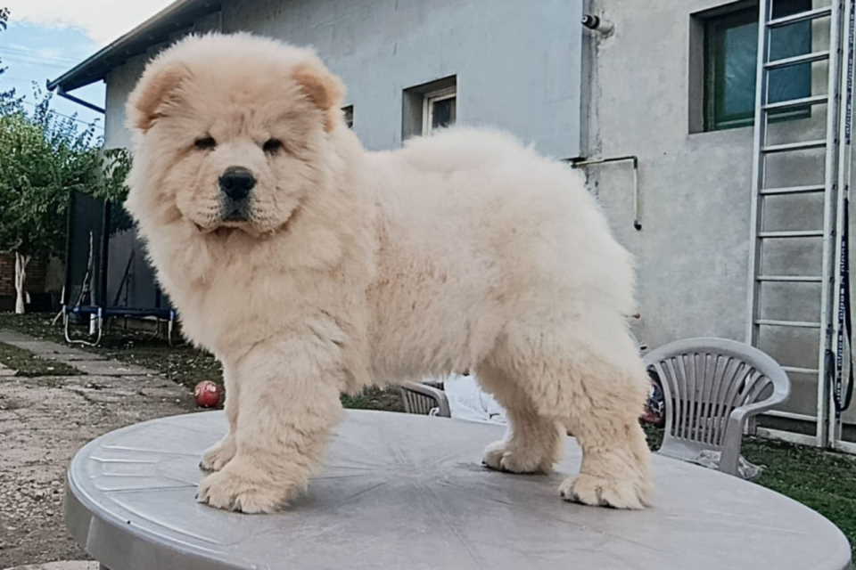 Na prodaju dva mužjaka chow chow