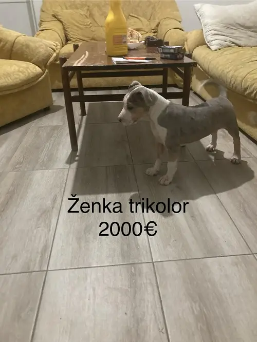 Pit bull terijer