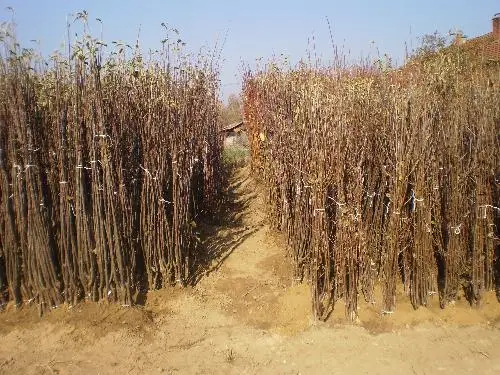 RASADNIK NASTIC SAŠE prodaja voćnih sadnica