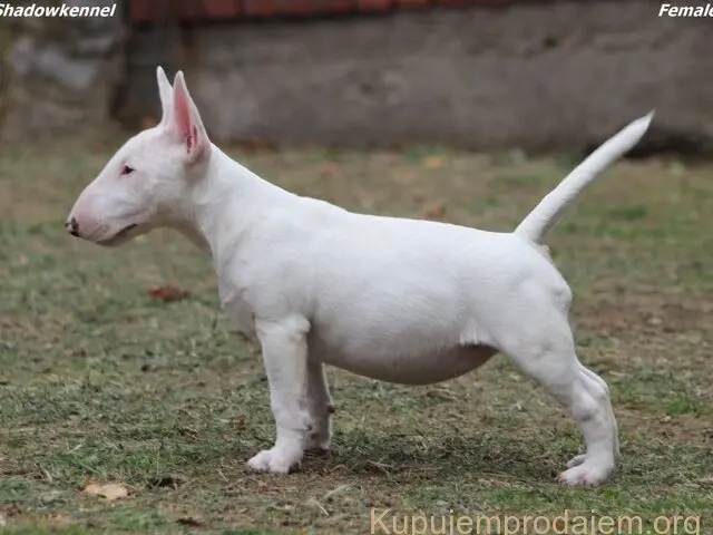 Mini Bull Terrier