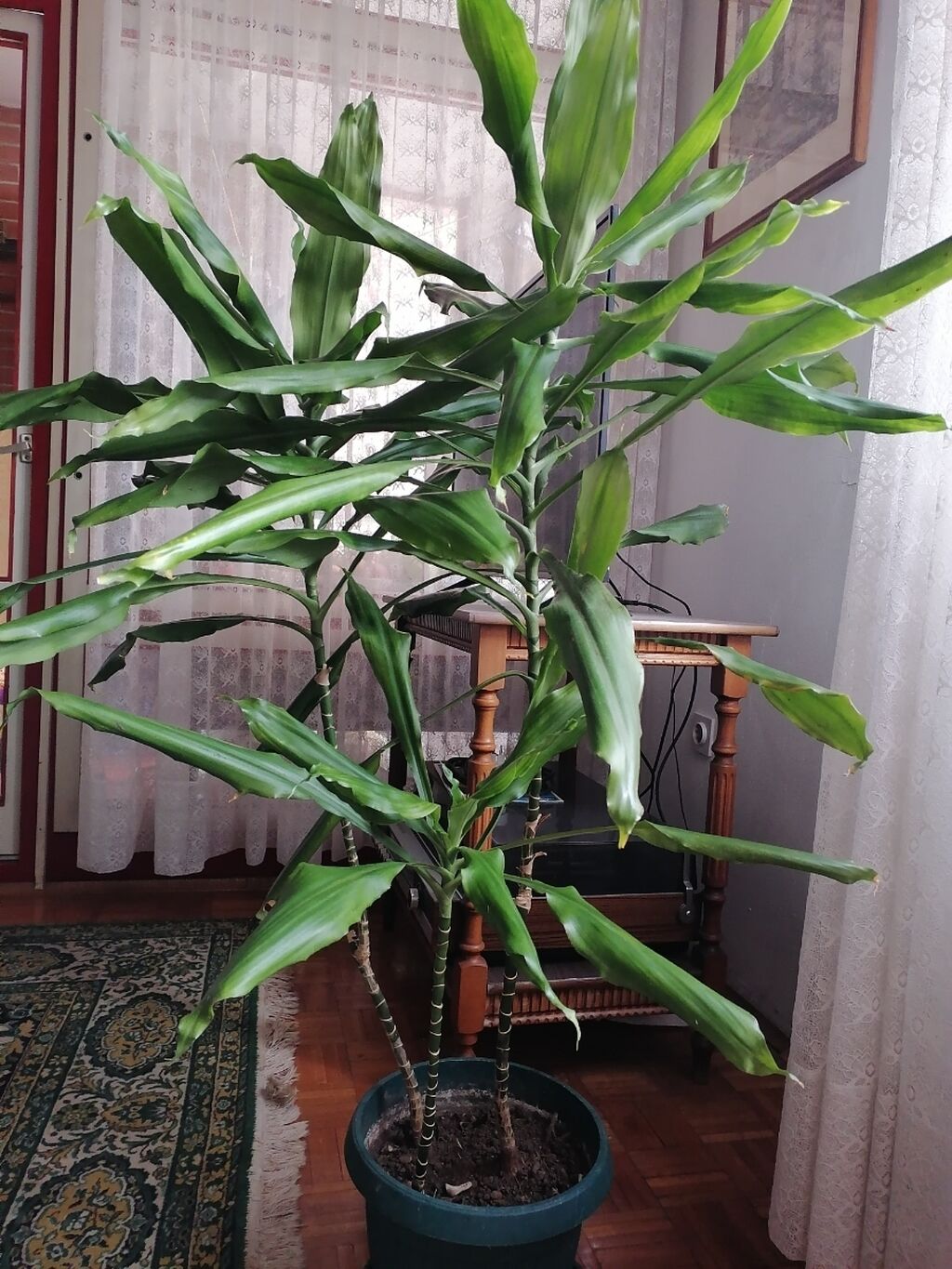 Velika sobna biljka Dracena fragrans (drvo sreće/kukuruzna palma) u