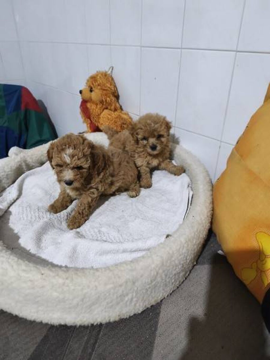 Maltipoo štenci ekstra kvaliteta i boja više inf na