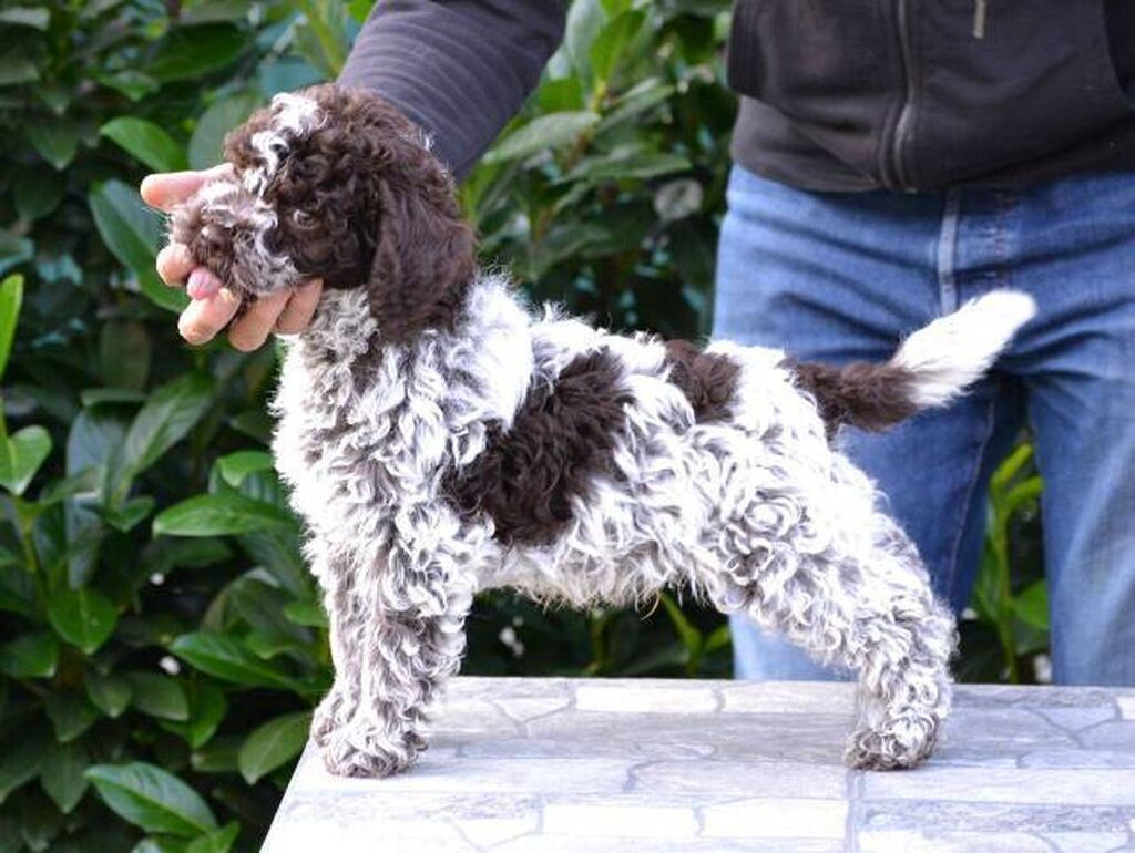 Lagotto Romagnolo štenci Odgajivačnica "Bellgotto" 7522 sa
