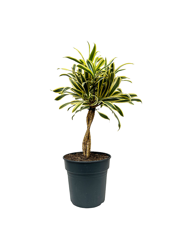 Dracena