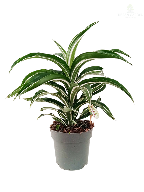 Dracena ‘Jade Jewel’