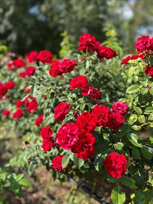 Ruže i Ruže stablašice