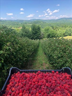 Sadnice maline stari Vilamet, Glen Ample, Crni VIl
