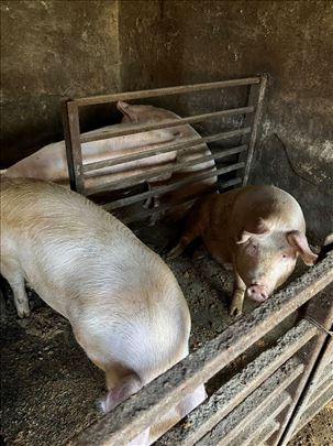 Tovljenici na prodaju