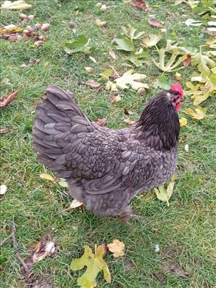 Australorp plavi - jaja za nasad