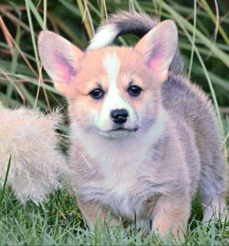 Welsh Corgi Pembroke Velški Korgi