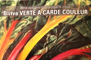 Blitva VERTE A CARDE COULEUR