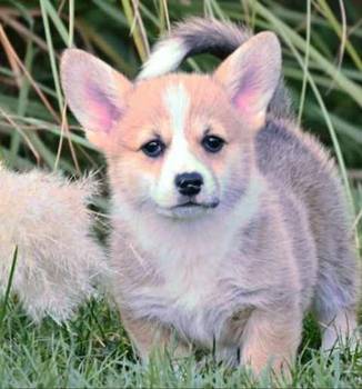 Welsh Corgi Pembroke Velški Korgi