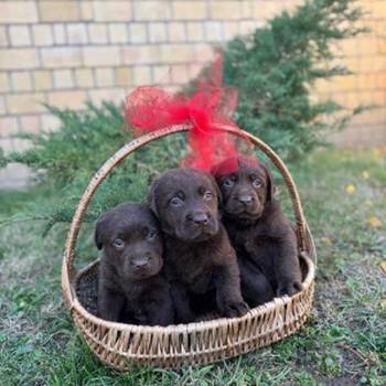 Labrador retriver štenci