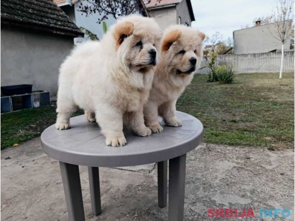 Na prodaju dva mužjaka chow chow stari tri meseca